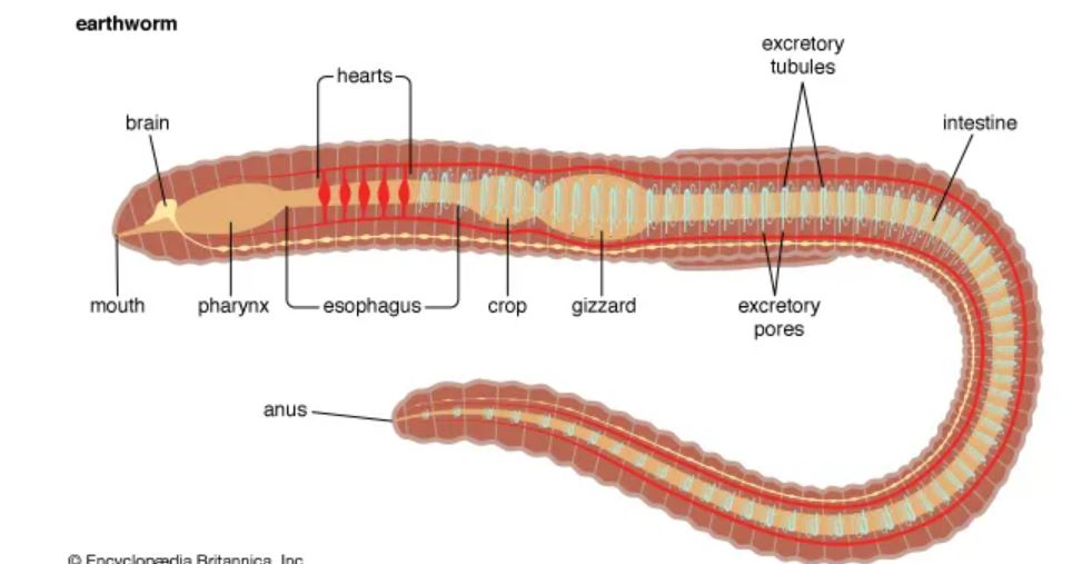 How Many Aortic Arches Does An Earthworm Have Byron has Gay